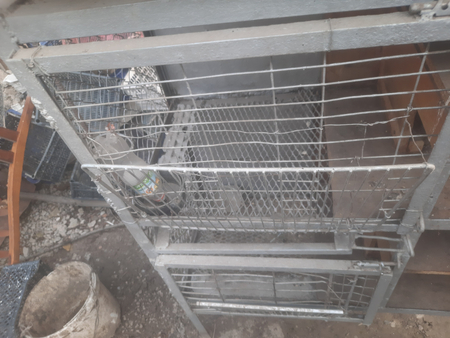 Quyon ini raddomli temir qafas