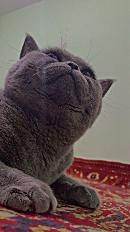 Кошка британ сена 100$