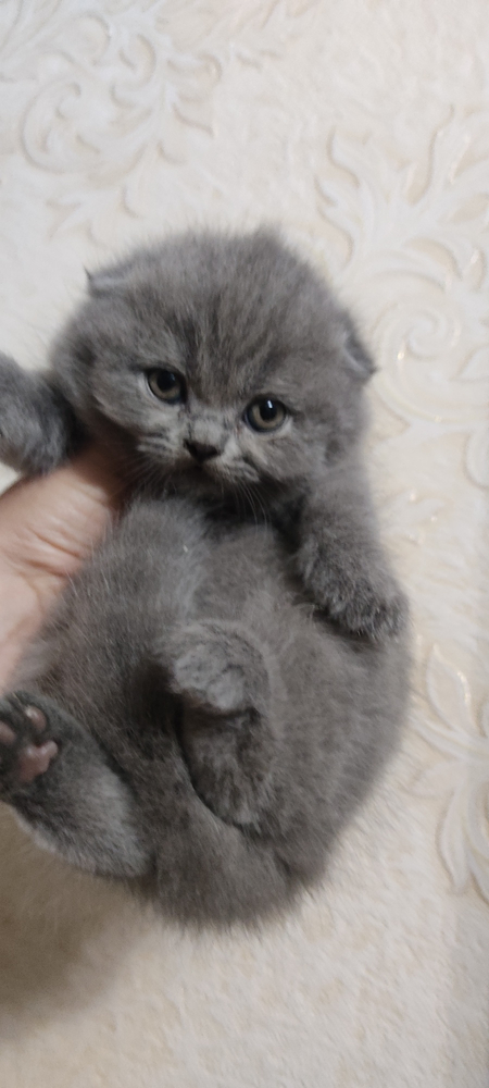 Продаются котята