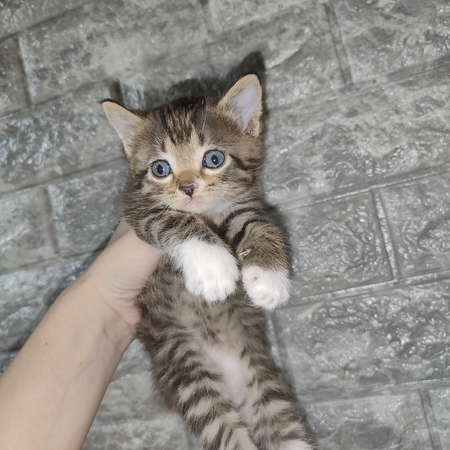 Продаются котята скотч страйк
