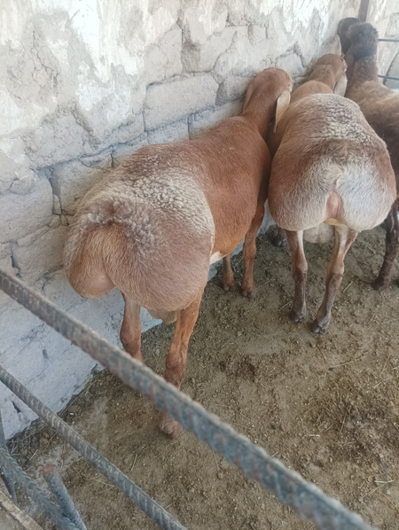 ARASHAN qoʻchqorlar
