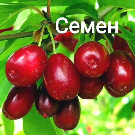 кизил садовый семен