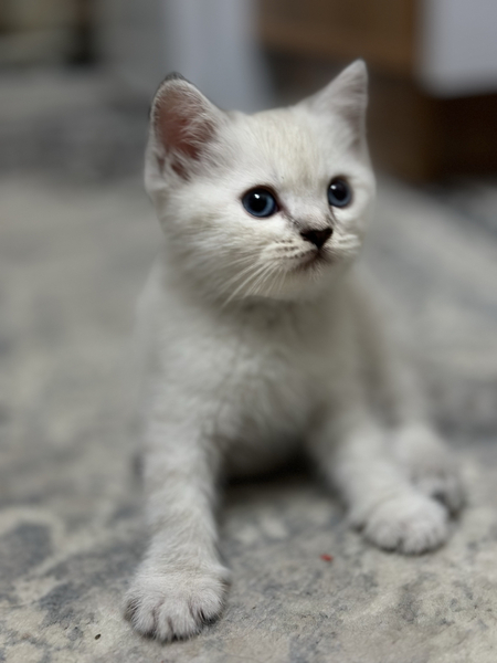 Продаются котята