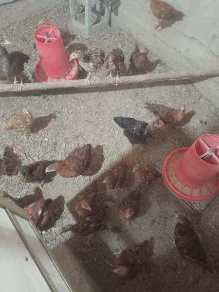 Домашние куры несушки!