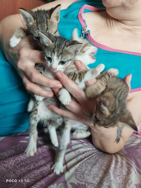 Отдам даром котят