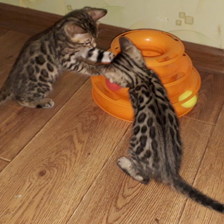 Бенгальские котята