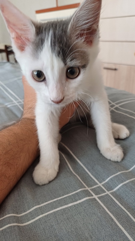 Котенок в добрые руки