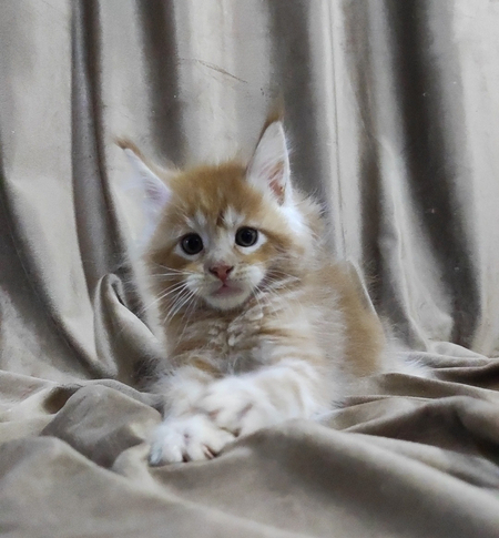 Мейнкун котята. 2 мальчика и 3 девочки