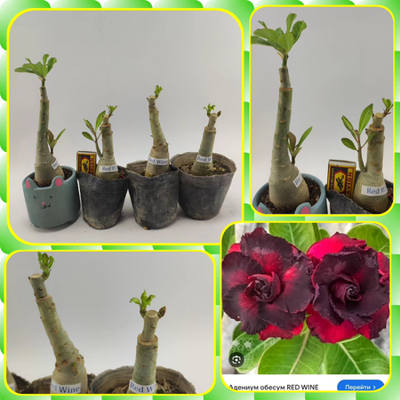 Adenium maxroviy