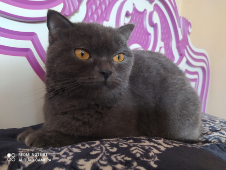 Koshka scotish fold