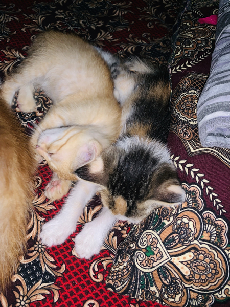 Котики отдам на хорошую руки