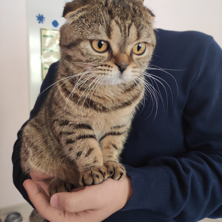 Кошка  вислоухая