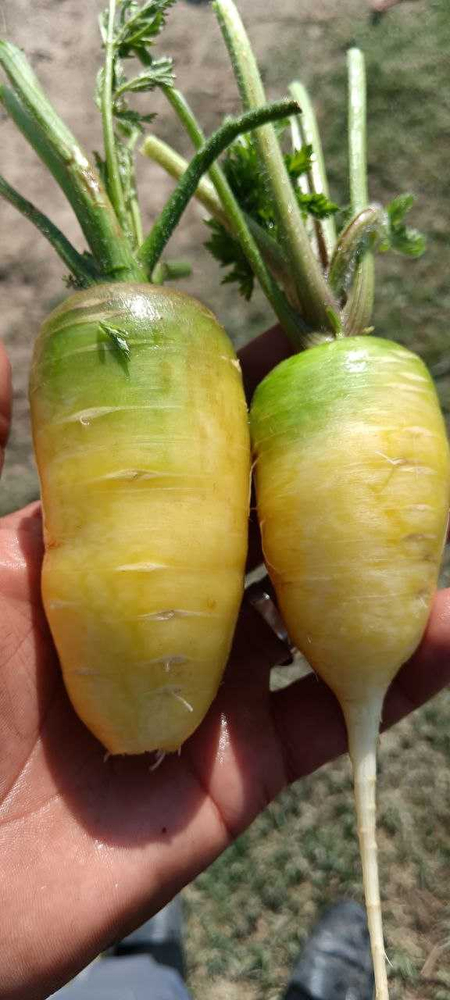 Mushaki Sabzi 50t+ (2,000 so'm)