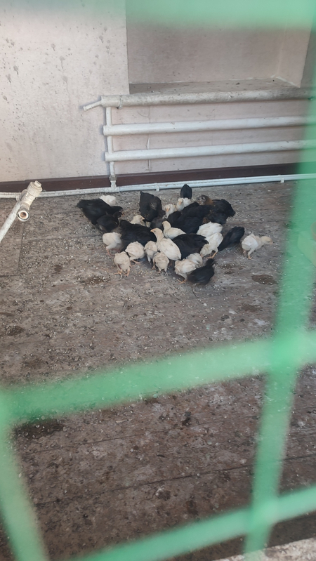 30ta joja 6ta ordak sotiladi