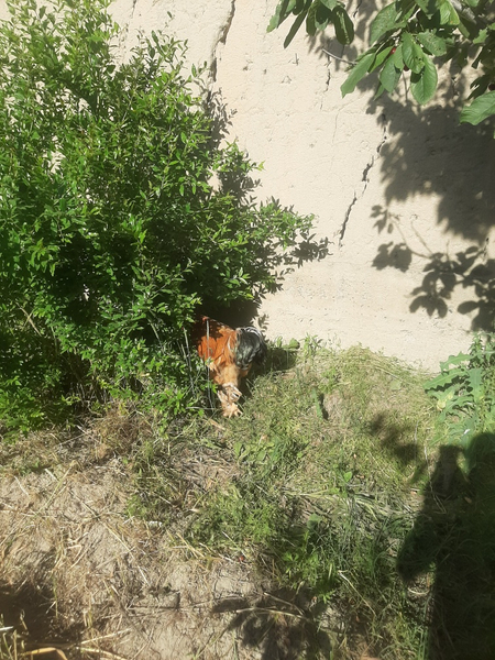 Brama xoroz sotiladi