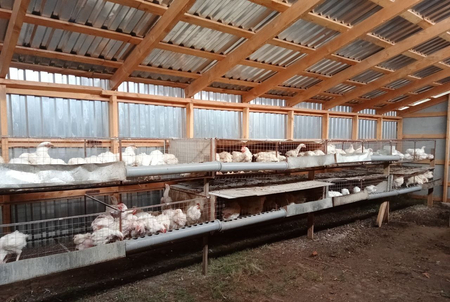 Инвестор керак бройлер товукларини йетиштиришга.