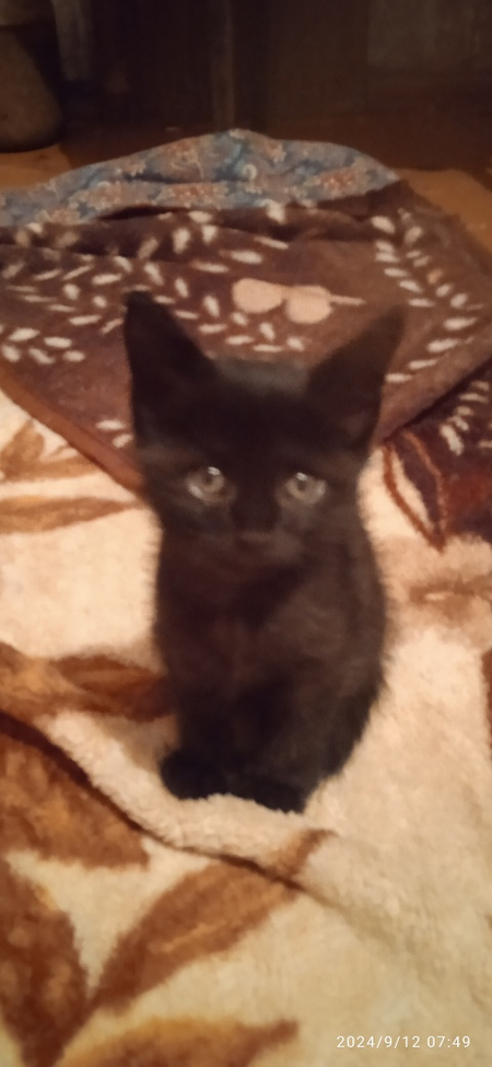 Бесплатно отдам котят в хорошие руки