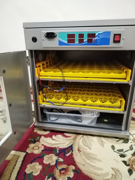 100 talik inkubator