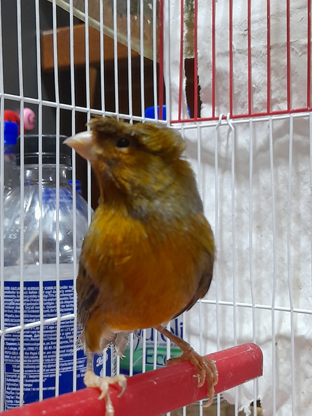 Qushlar sotiladi