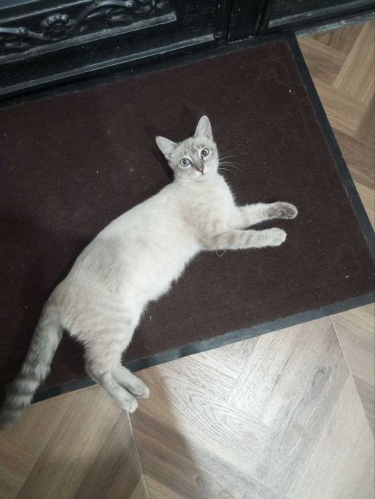 Котята отдам в добрые руки