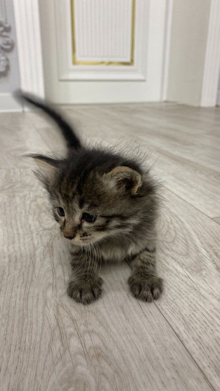 Котята бесплатно