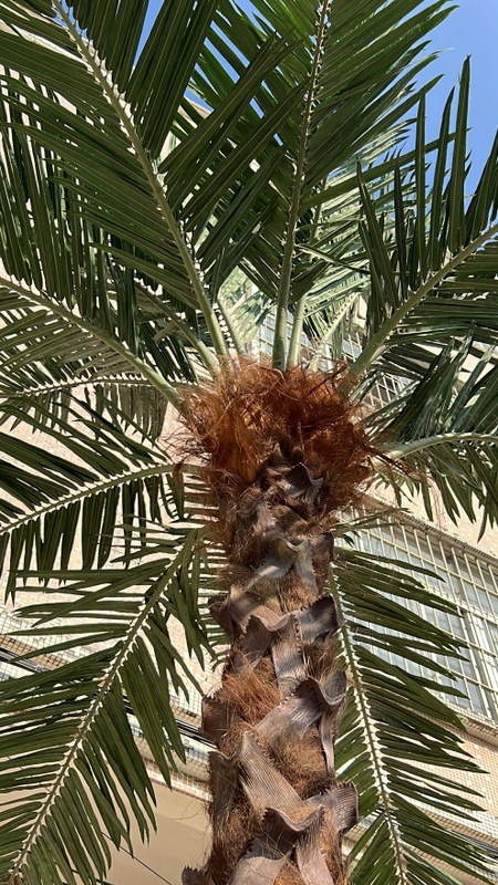 Zakaska sifati narxidan baland Sunniy Palma daraxti tayyorlab beramiz.