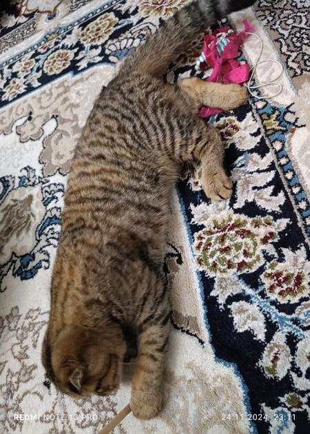 Шотландский Скоттиш фолд