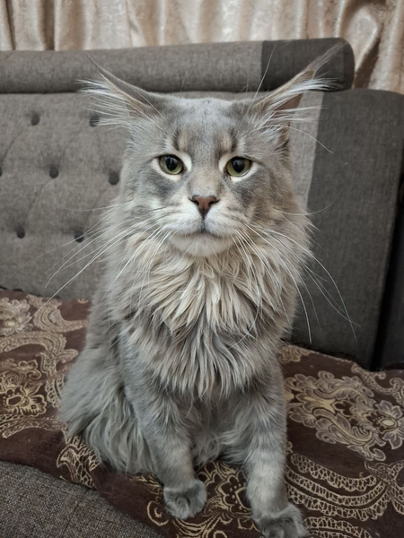 Продаются котята породы мейн-кун