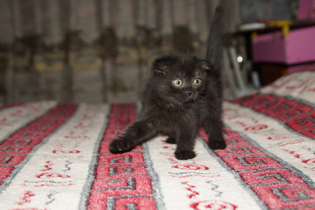 Скоттиш Фолд котята