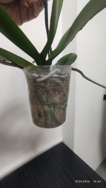Орхидея /Phalaenopsis Ferrara Orchid/ 65см
большая 65см.