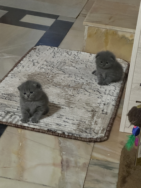 Котёнок, зотдор мушукчалар
