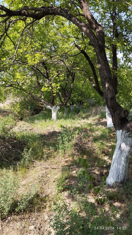 Bog', dacha sotiladi