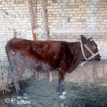 Qoramol sotiladi