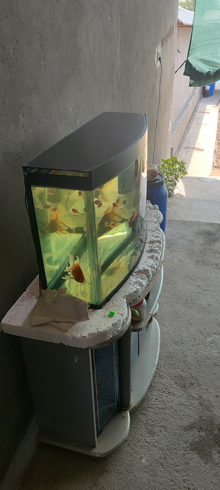 Akvarium 100l va 80l ichidagi baliqlari tagidagi pastavkalari