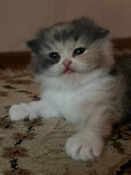Котята Британские