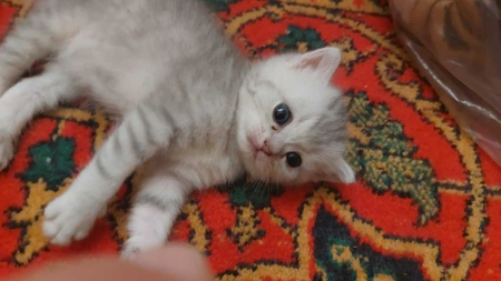 Скотиш фолд, скотиш страйт