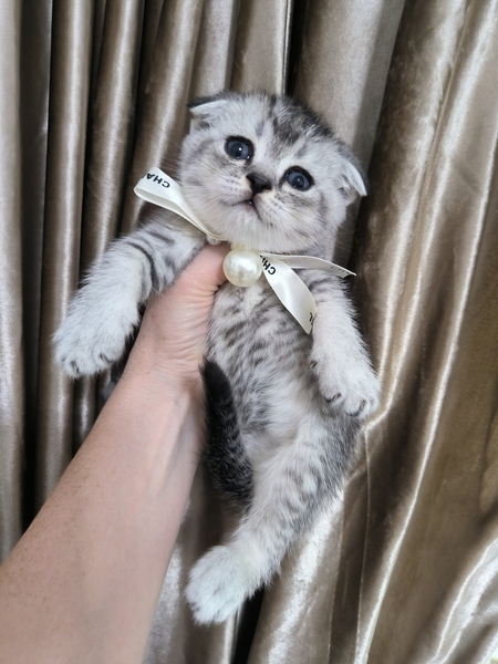 Котята от правильной вязки