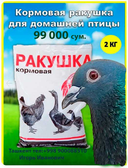 Здоровье Голубей на первый План.