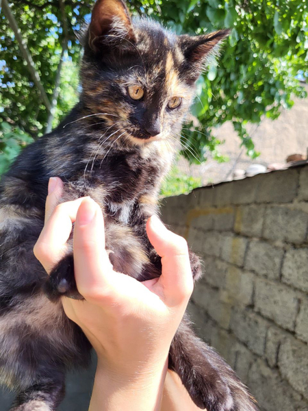 Отдам в добрые руки