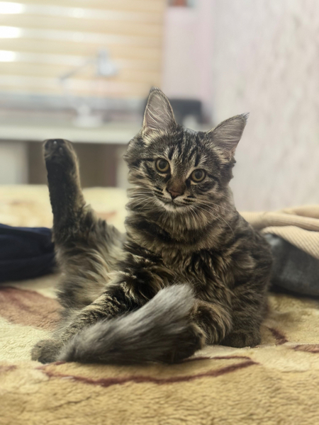 Котенок, девочка