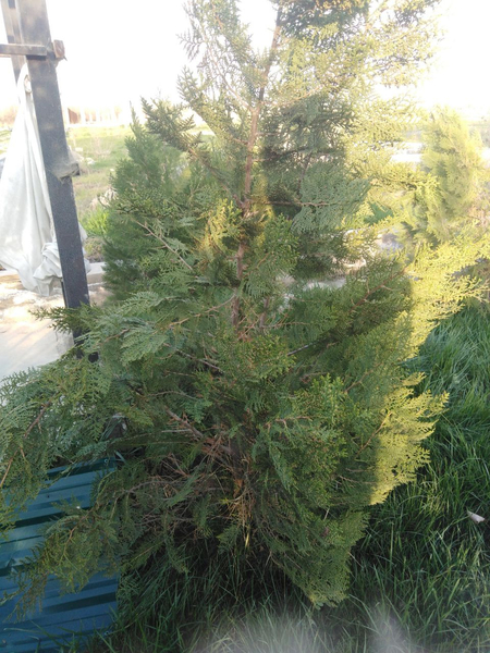 Арча сасна дарахт