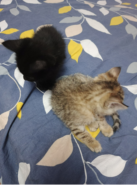 Домашние котятки