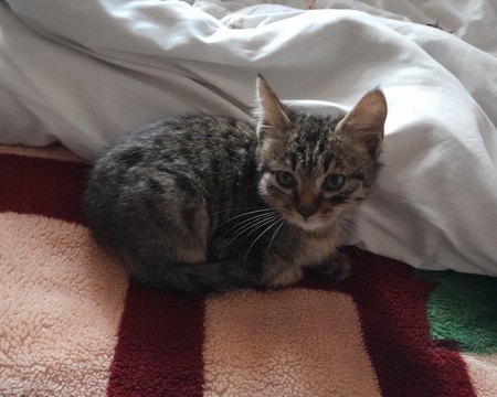 Котёнок мальчик 2 месяца