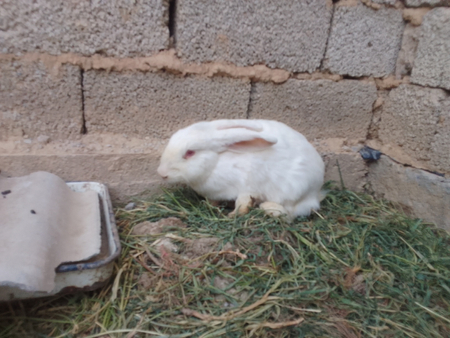 quyonlarni holati yaxshi