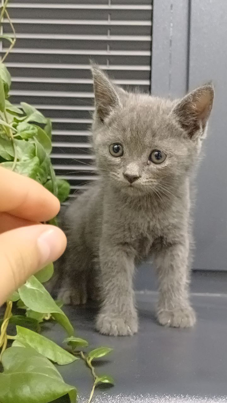 Продается котята скоттиш страйт 2 месяца.