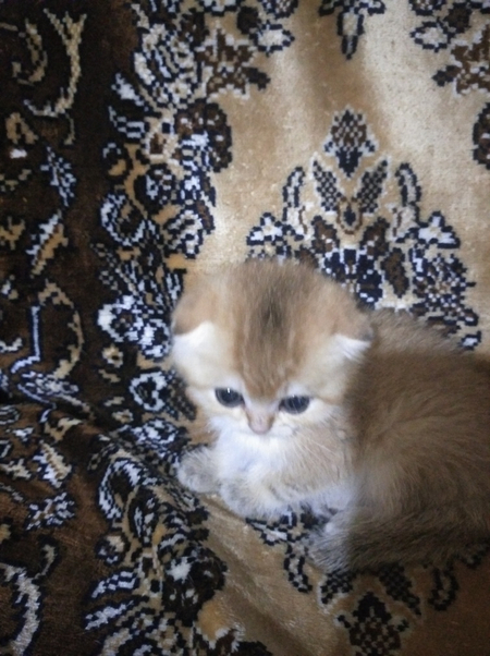 Британская шиншилла