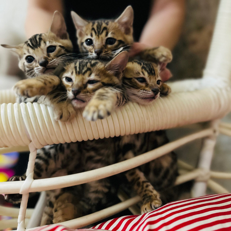 Бенгальские котята