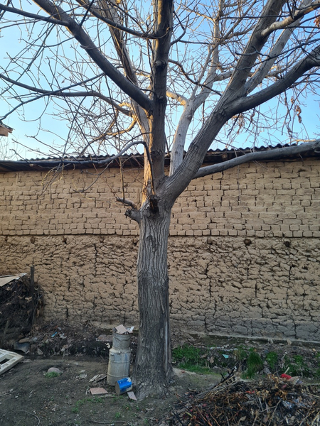 Yongoq daraxti  sotiladi