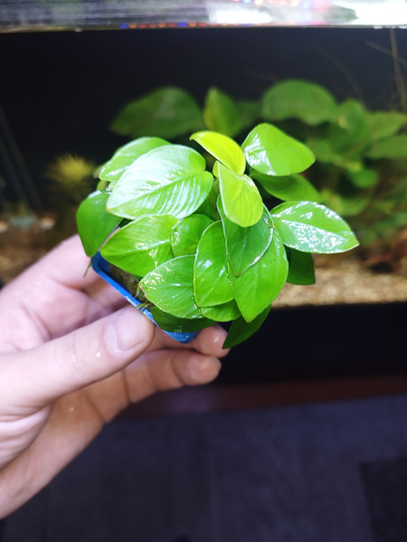 Anubias Golden nana