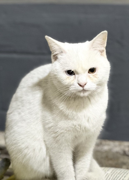 Продам котят 1.5 месяца